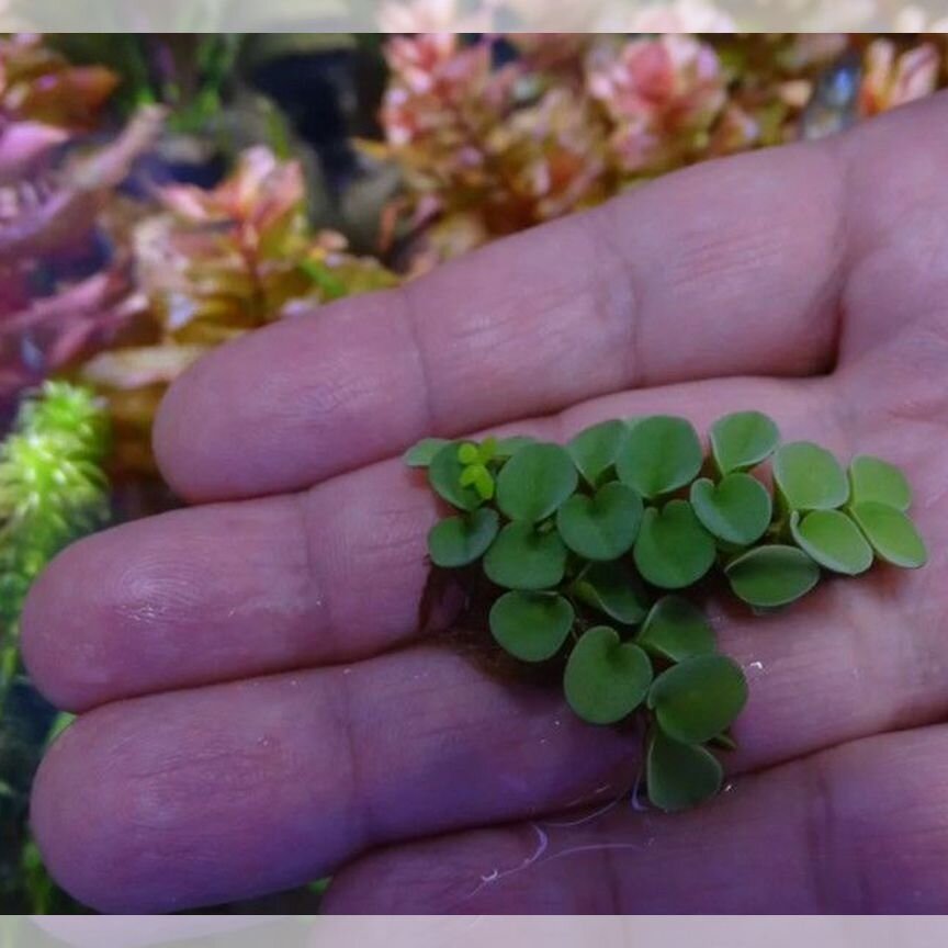 Сальвиния клобучковая - Salvinia cucullata баночка