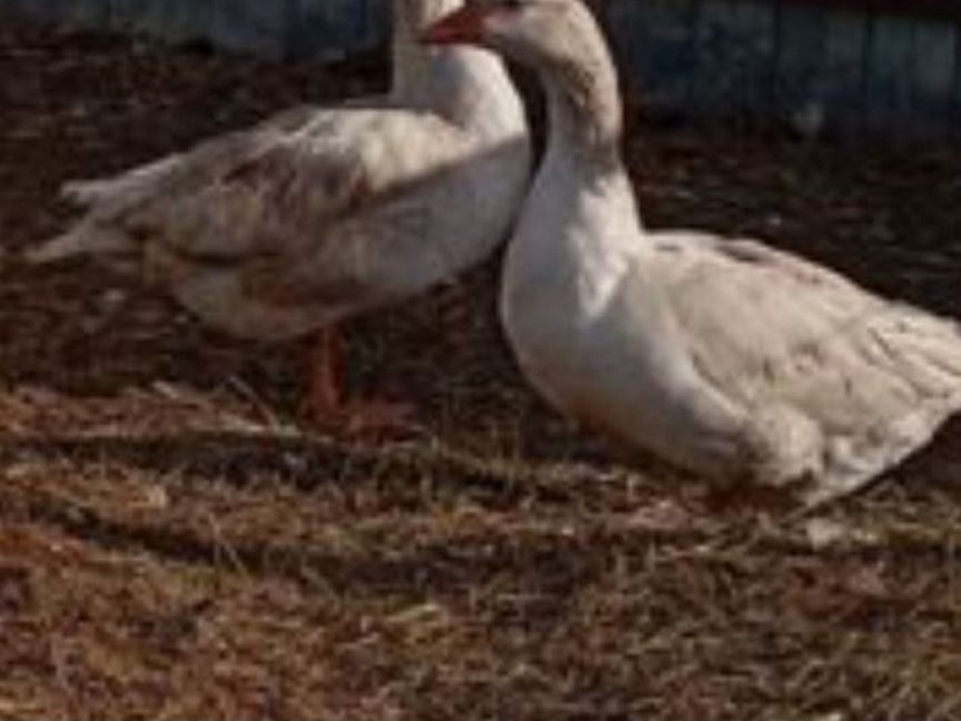 Гусак и гусыня