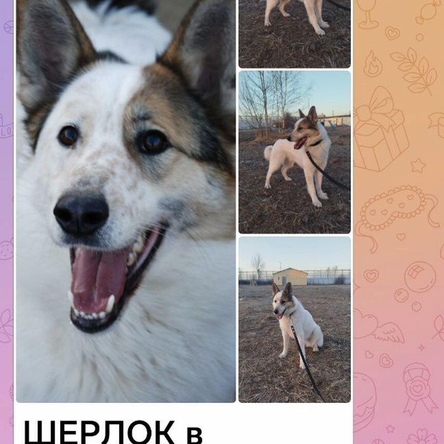 Собака в добрые руки