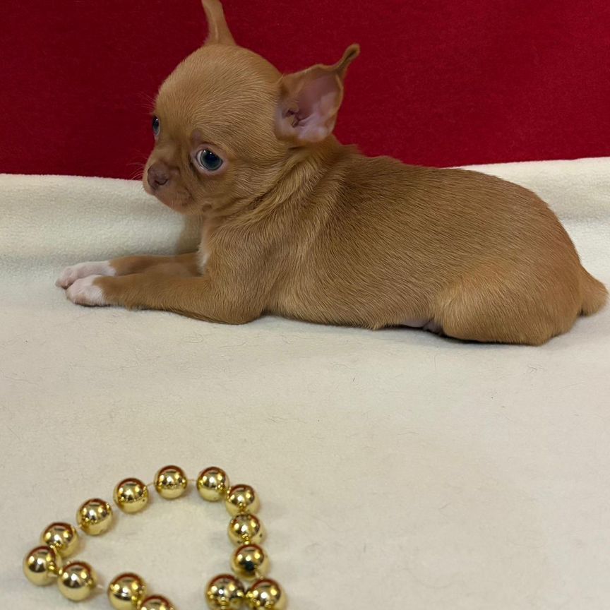 Чихуахуа Мальчик г/ш