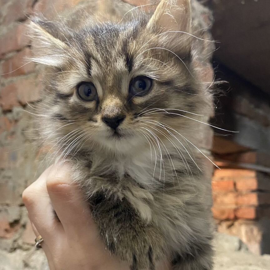 Котёнок в добрые руки