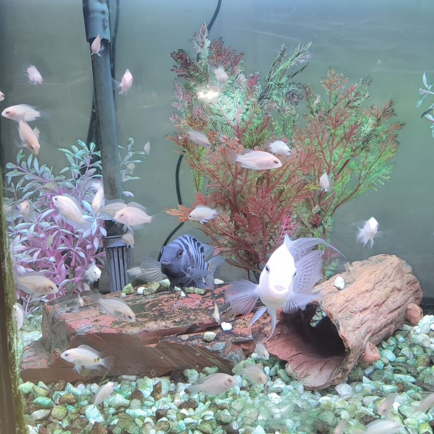 Подростки цихлид фламинго