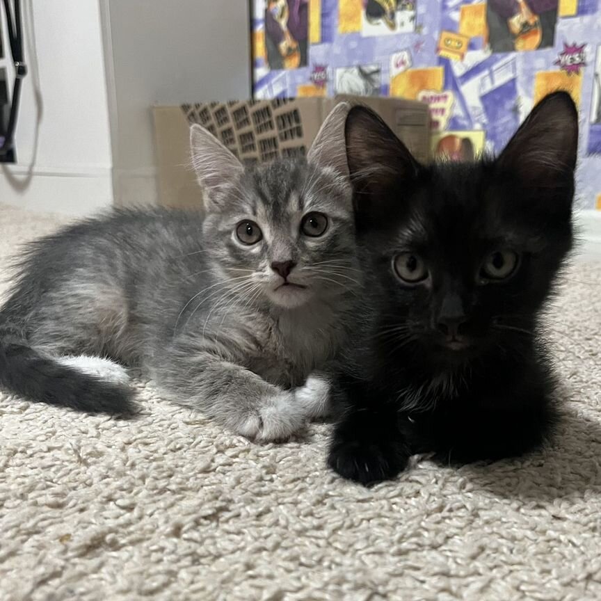 Котёнок в добрые руки