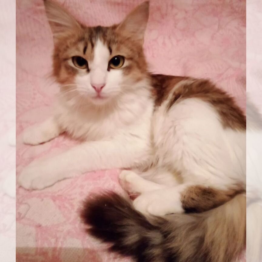 Котик Пушок ищет дом