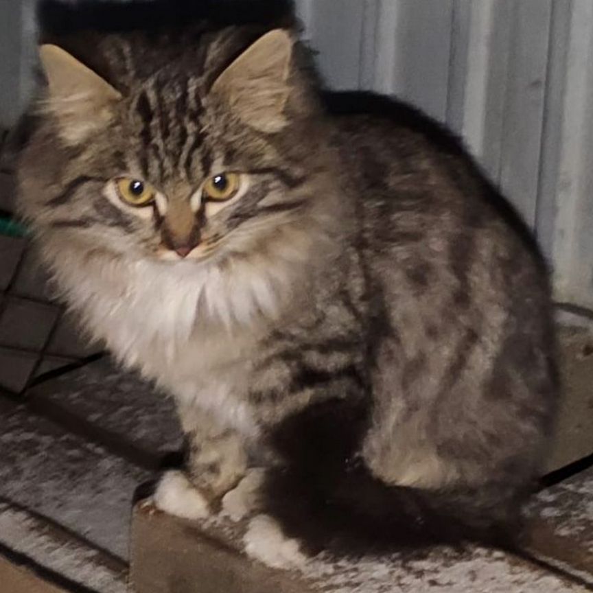 Котёнок