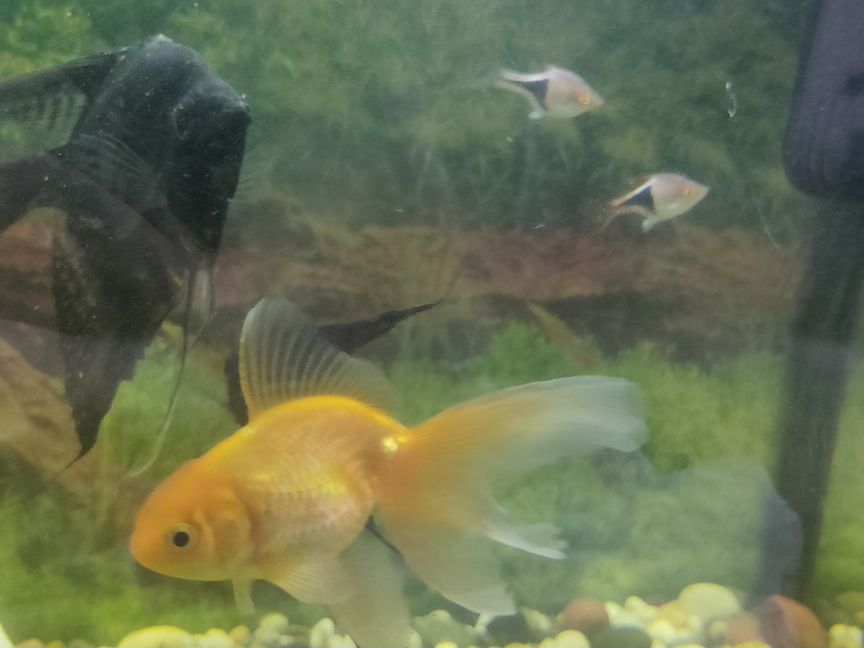 Аквариумные рыбки