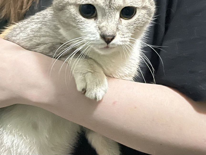 Кошка