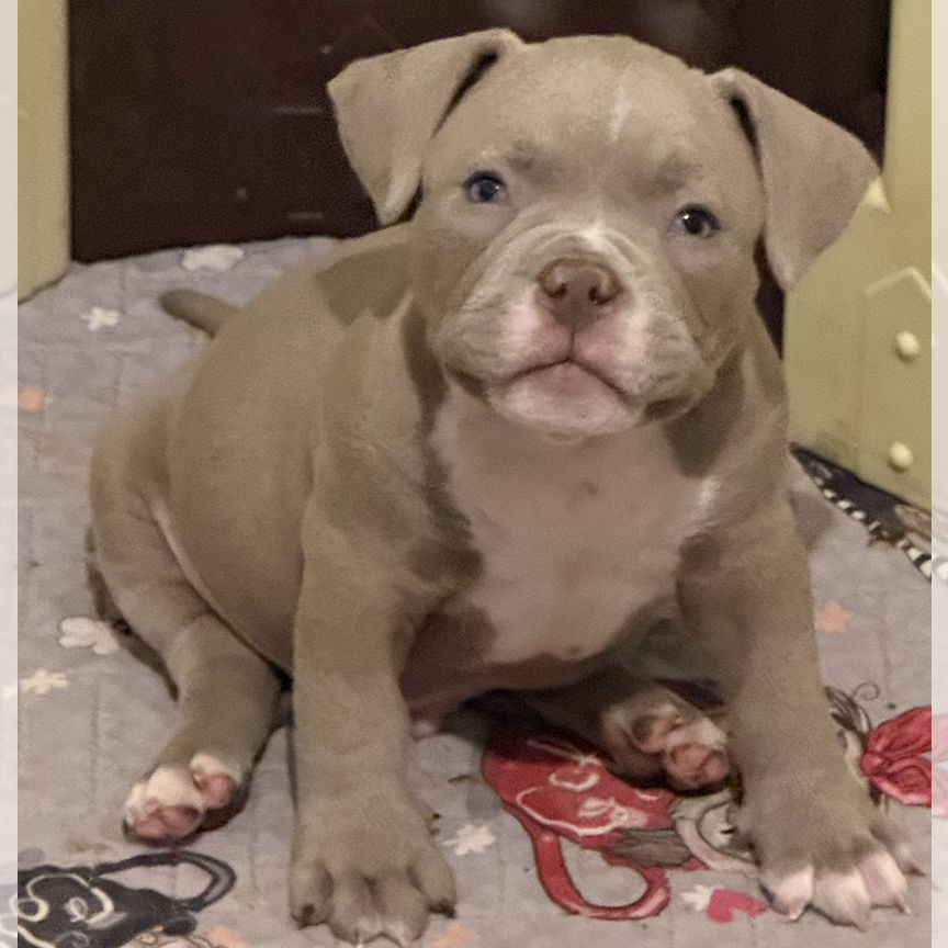 Американский булли, щенок