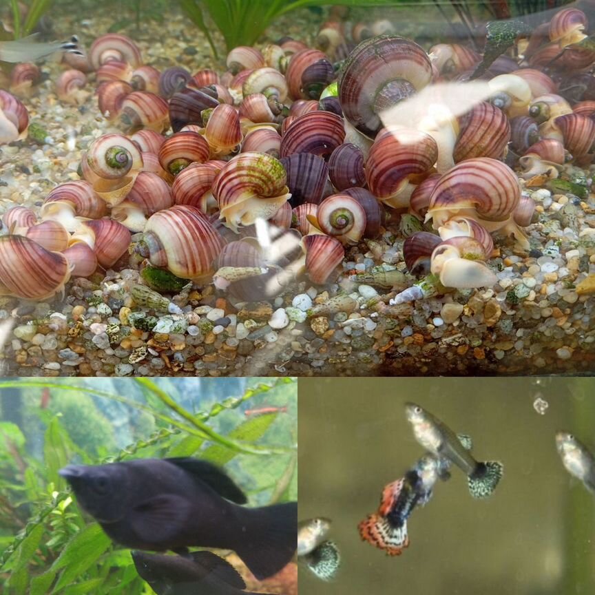 Улитка Ампулярия, Молинезии черная, Гуппи