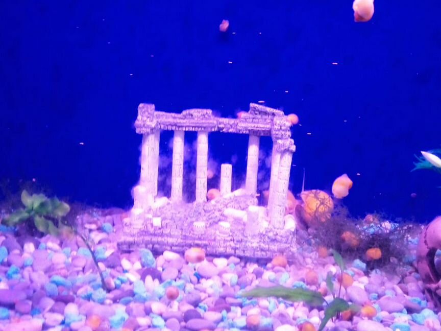 Улитки ампулярии отдам