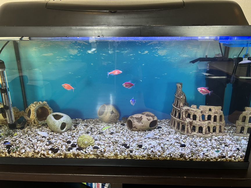 Аквариум с рыбками бу