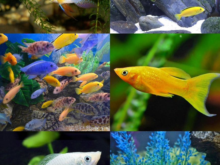 Аквариумные рыбки и декор