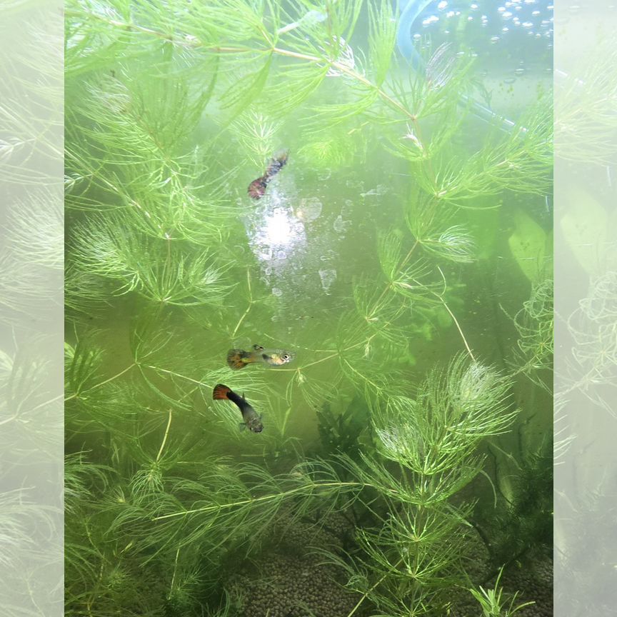 Аквариумные рыбки гуппи бесплатно