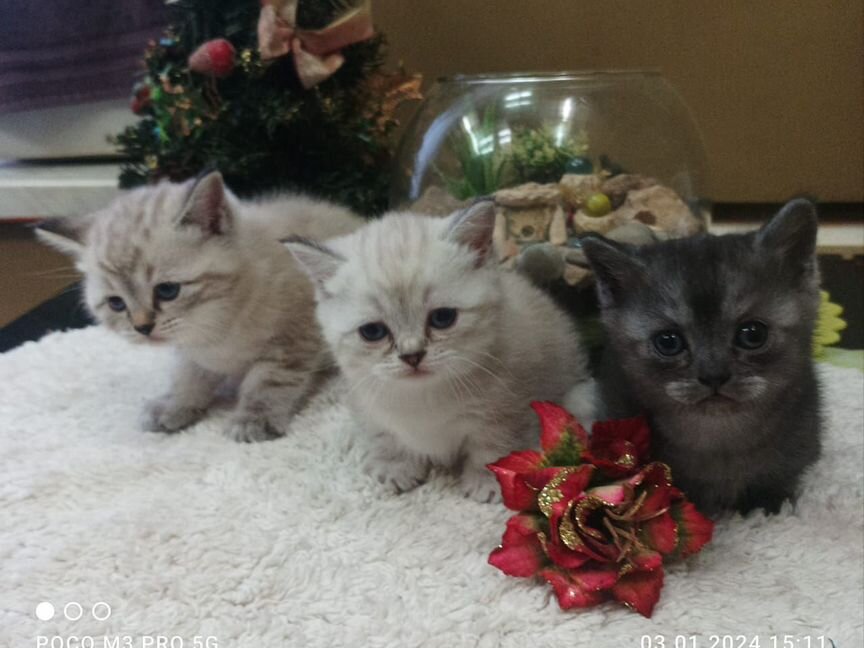 Котята манчкин