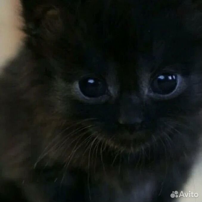 Котенок сибирской породы, ласковый ужасно