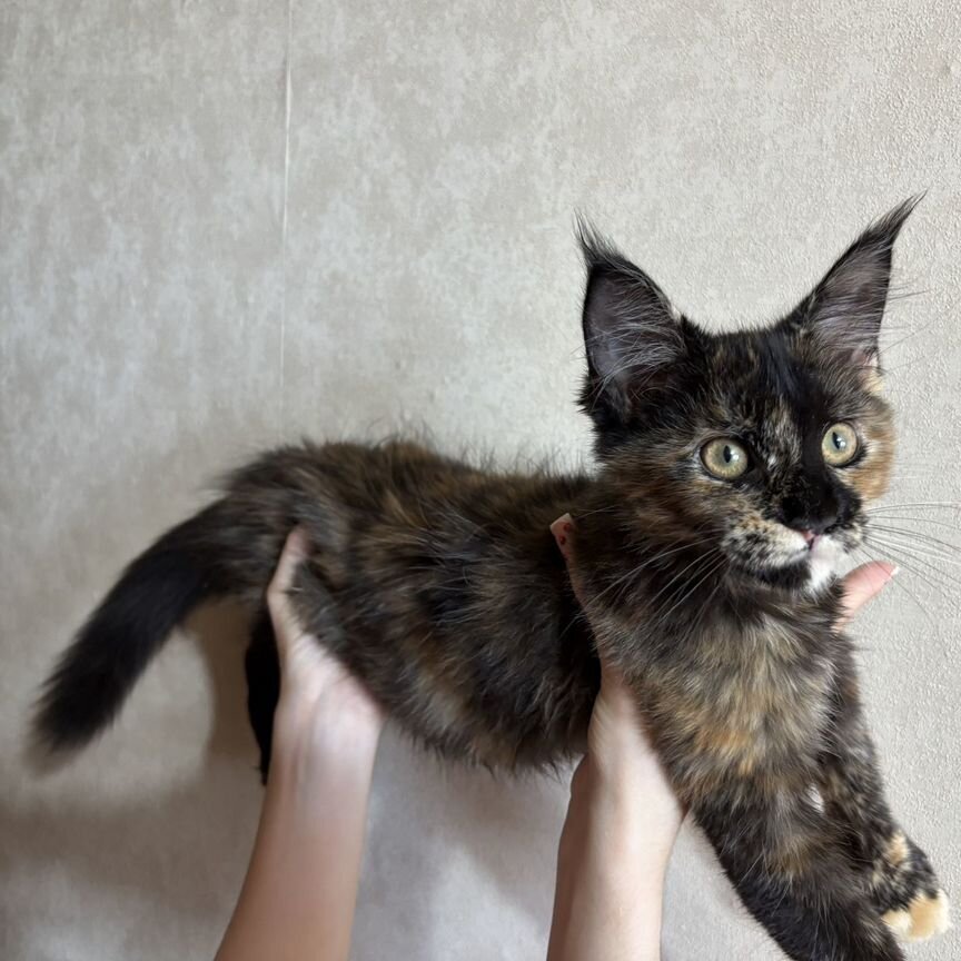 Котята мейн-кун