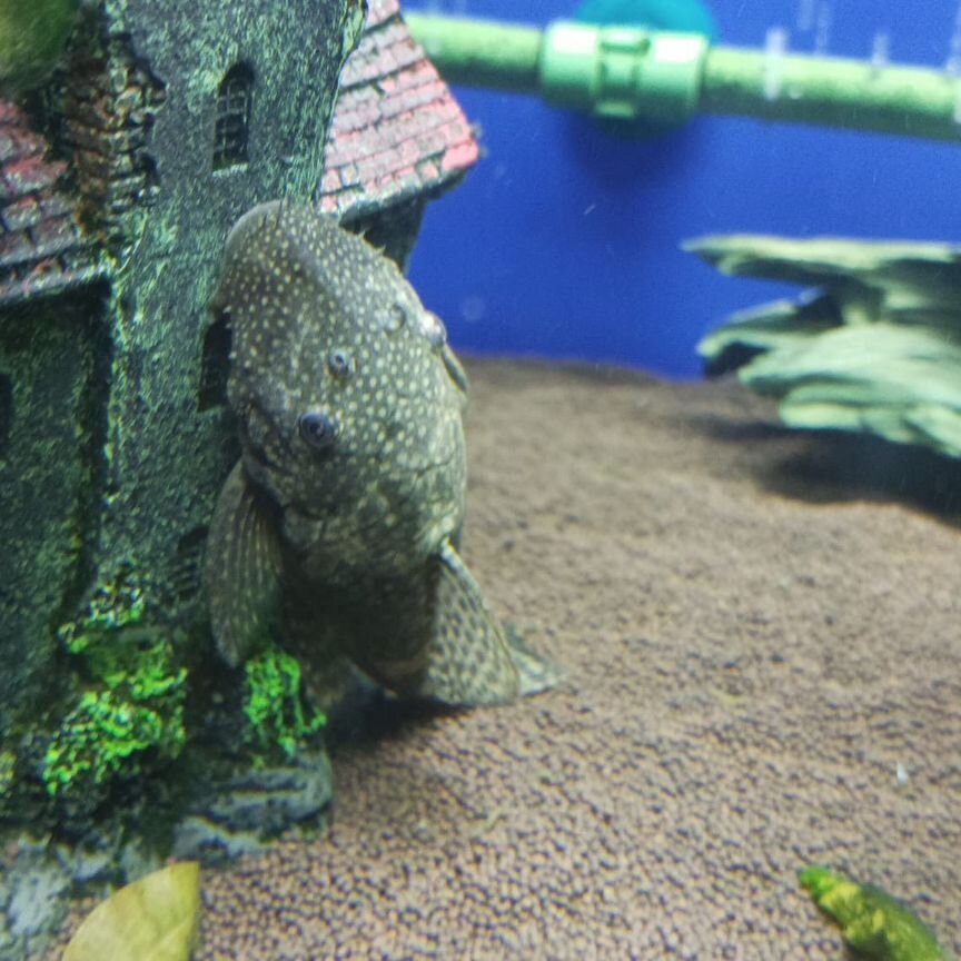 Сомики, сом