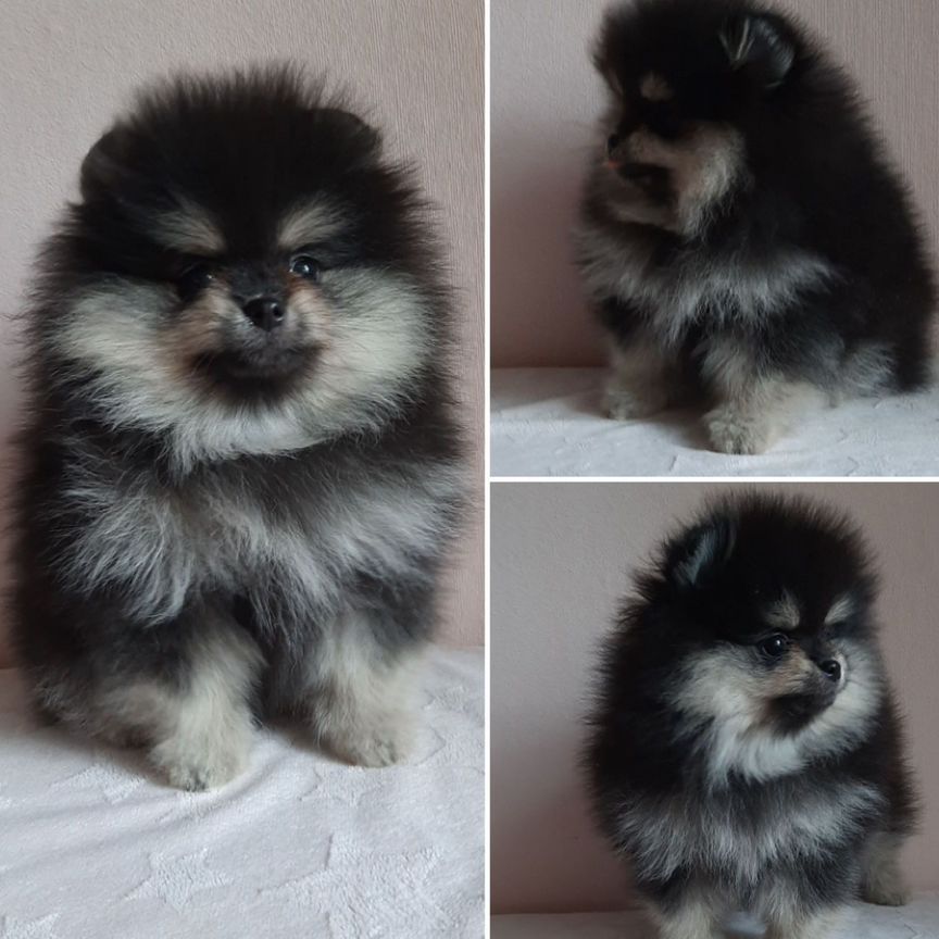 Померанский шпиц, щенок