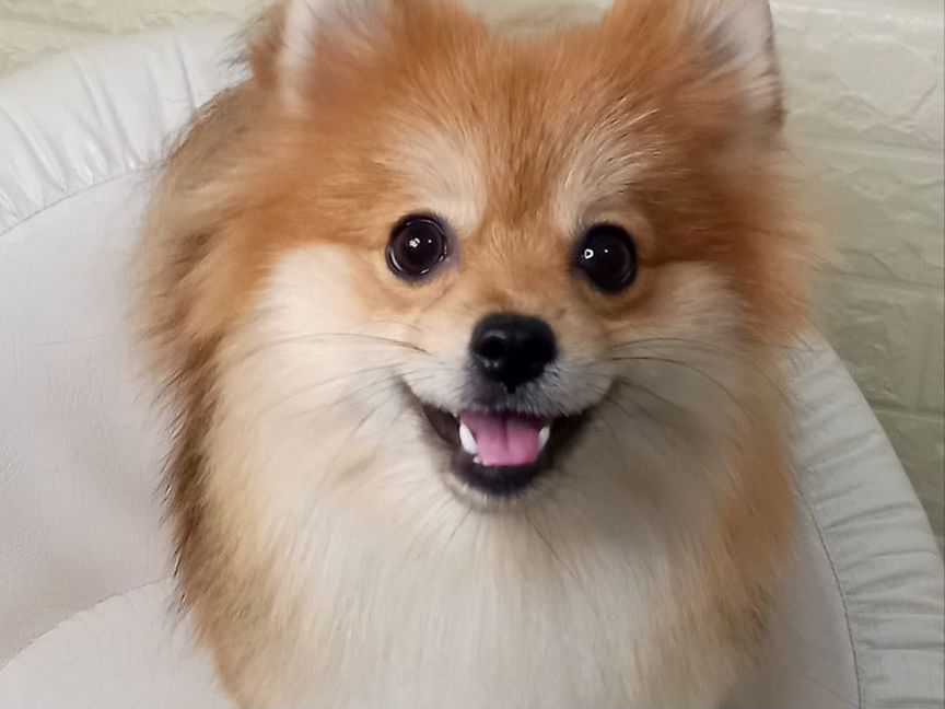 Щенки шпица