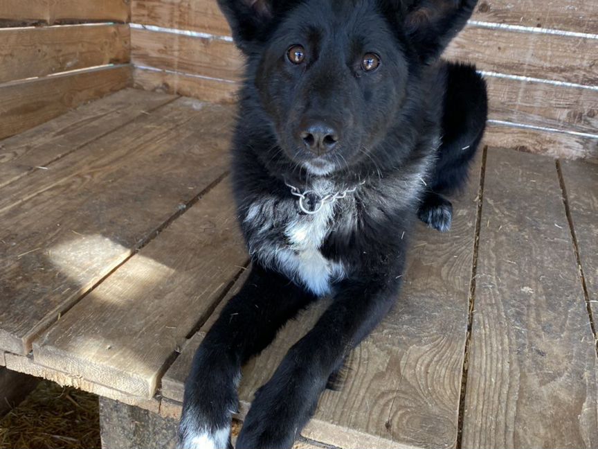 Джессика ищет дом