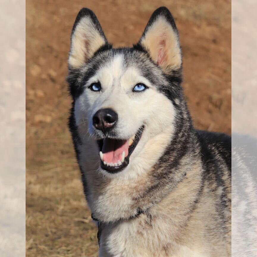 Сибирский хаски, взрослая собака из приюта