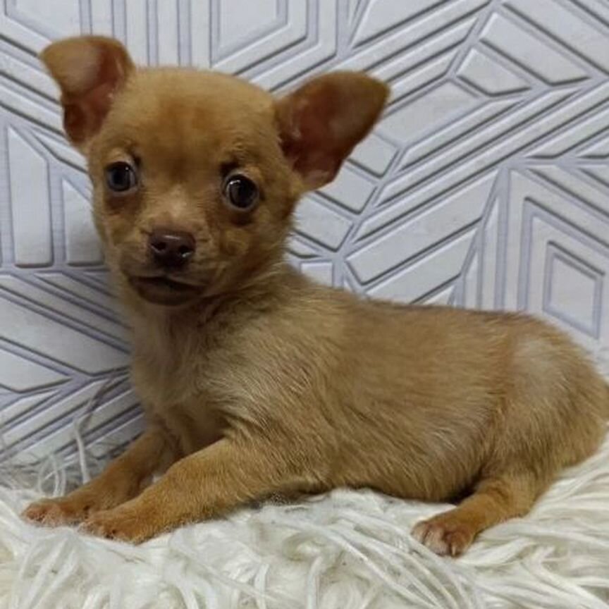 Русский той-терьер, щенок