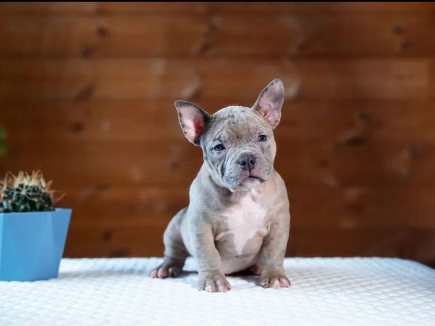 Американский булли