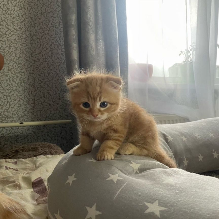 Продам котенка мама сибирская папа шотландец
