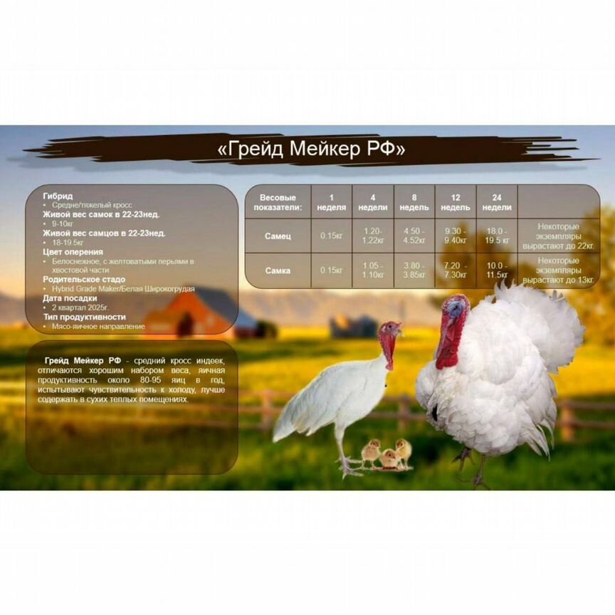 Яйцо индейки