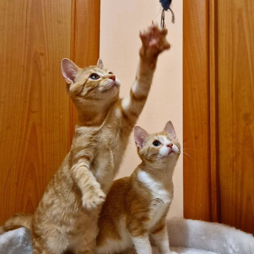 Котята