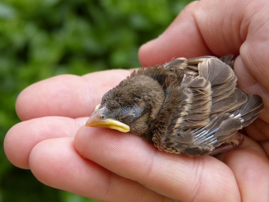 Выхаживание воробьев и синиц