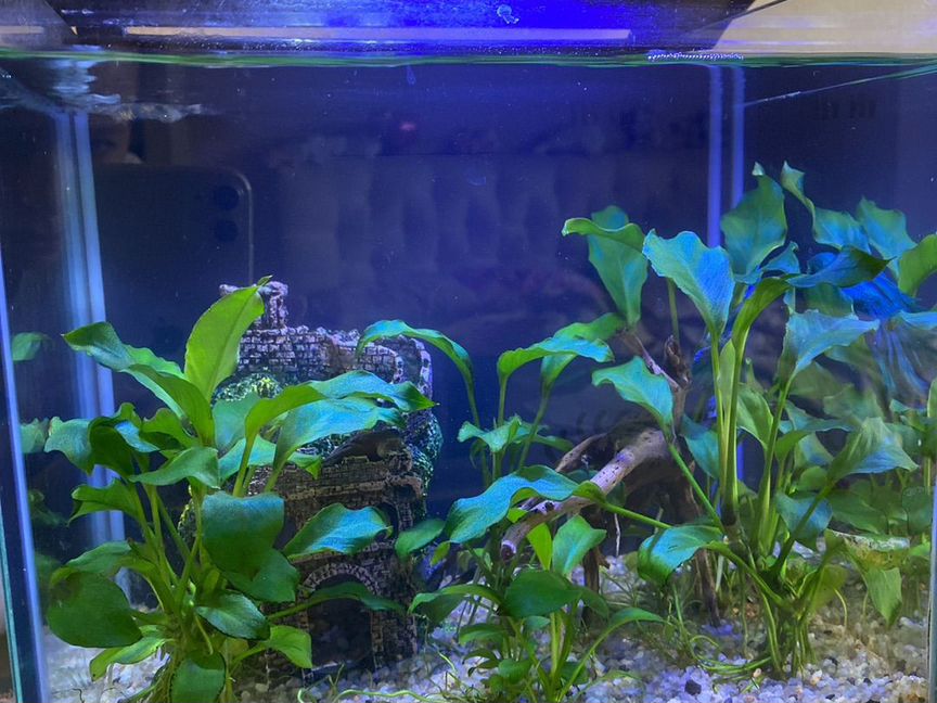 Анубиас, Водоросли для аквариума