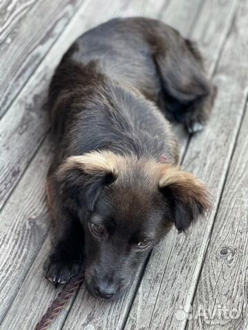 Собака в добрые руки