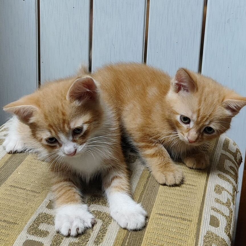 Анатолийский котёнок