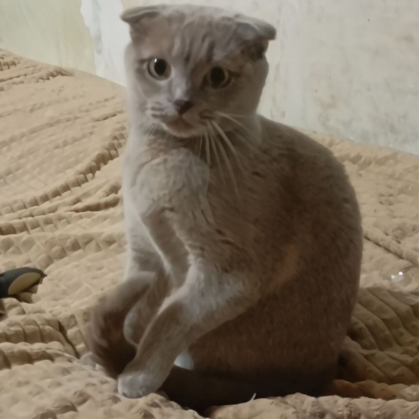 Шотландская вислоухая короткошёрстная кошка, взрослая