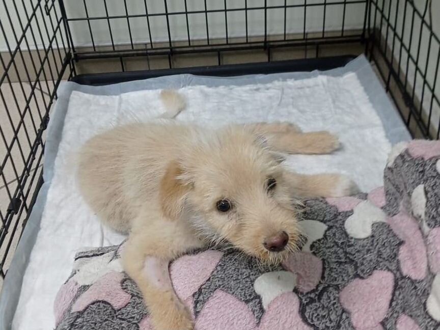 Маленькой Снеже нужен дом