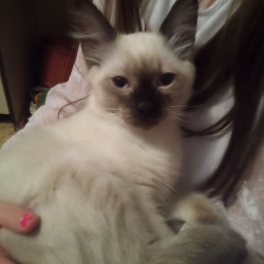 Тайский котик,продам