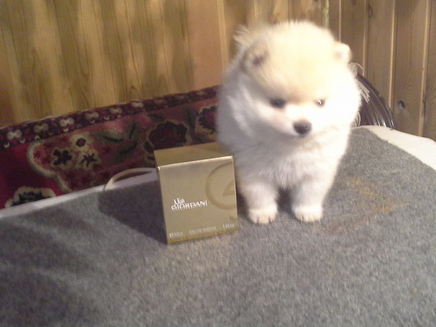 Мальчик пушистик