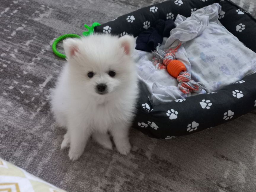 Белый померанский шпиц