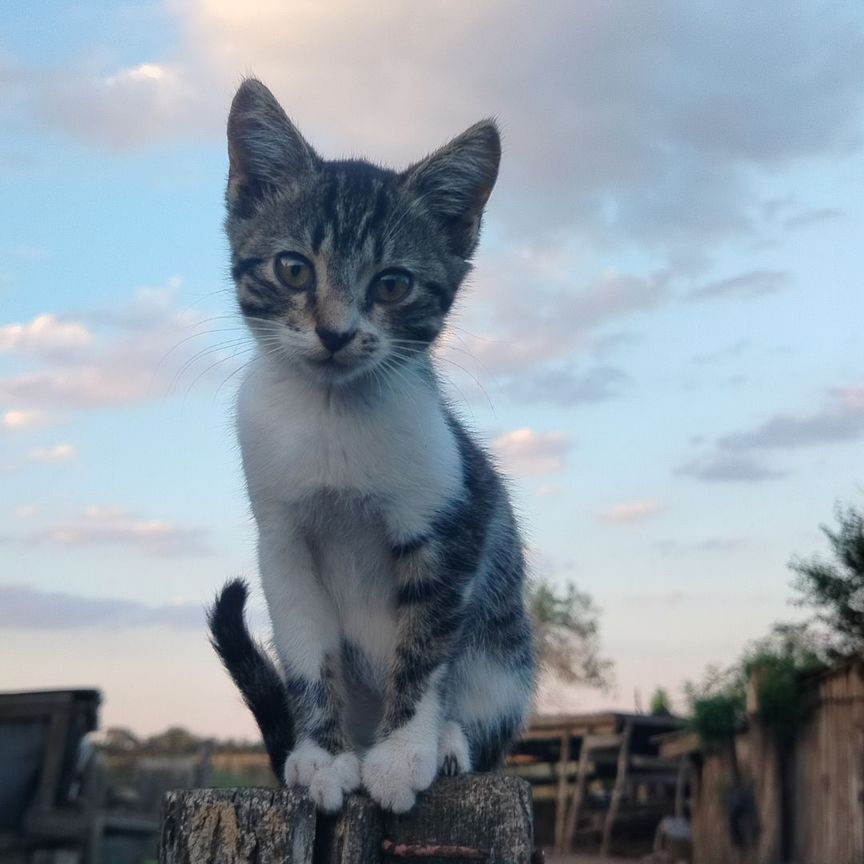 Котята в добрые руки