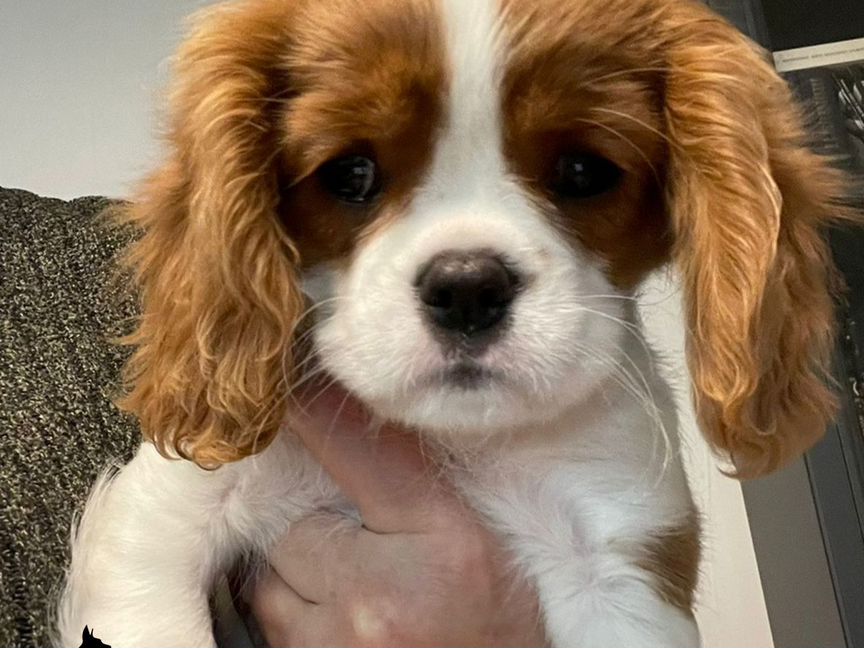 Кавалер Кинг Чарльз спаниель. Три девочки-бленхейм