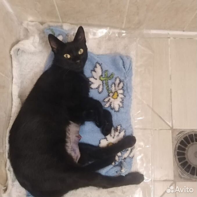 Выпуск на улицу 12 августа