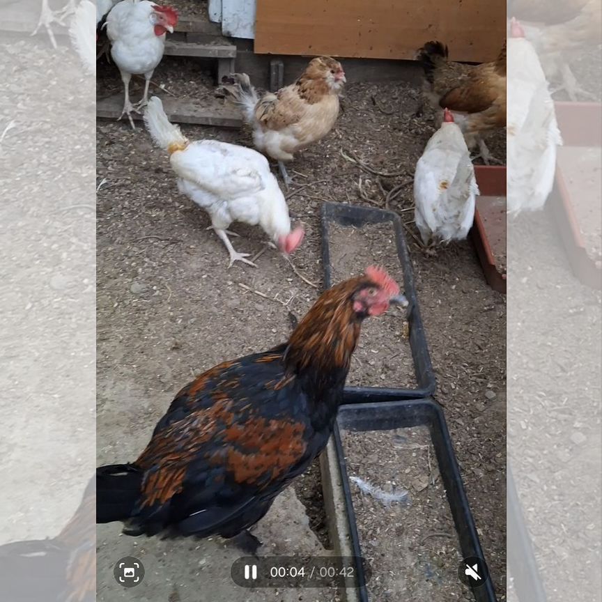 Подам молодого петуха