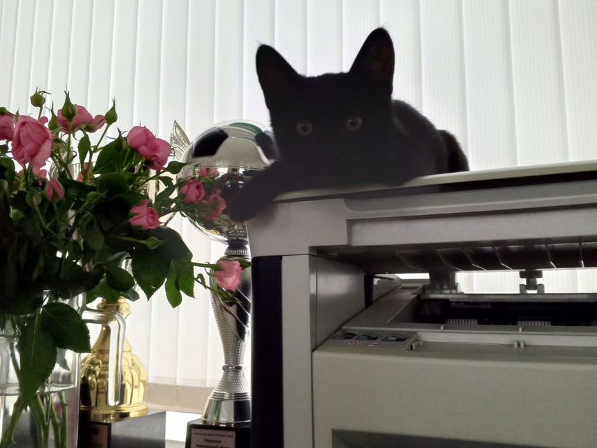 Кот Тучка