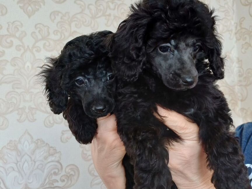 Щенки той-пуделя