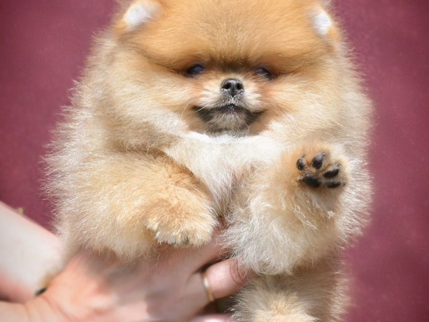 «Джем».Померанский шпиц