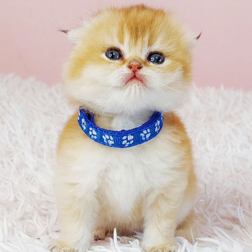 Шотландский вислоухий мальчик