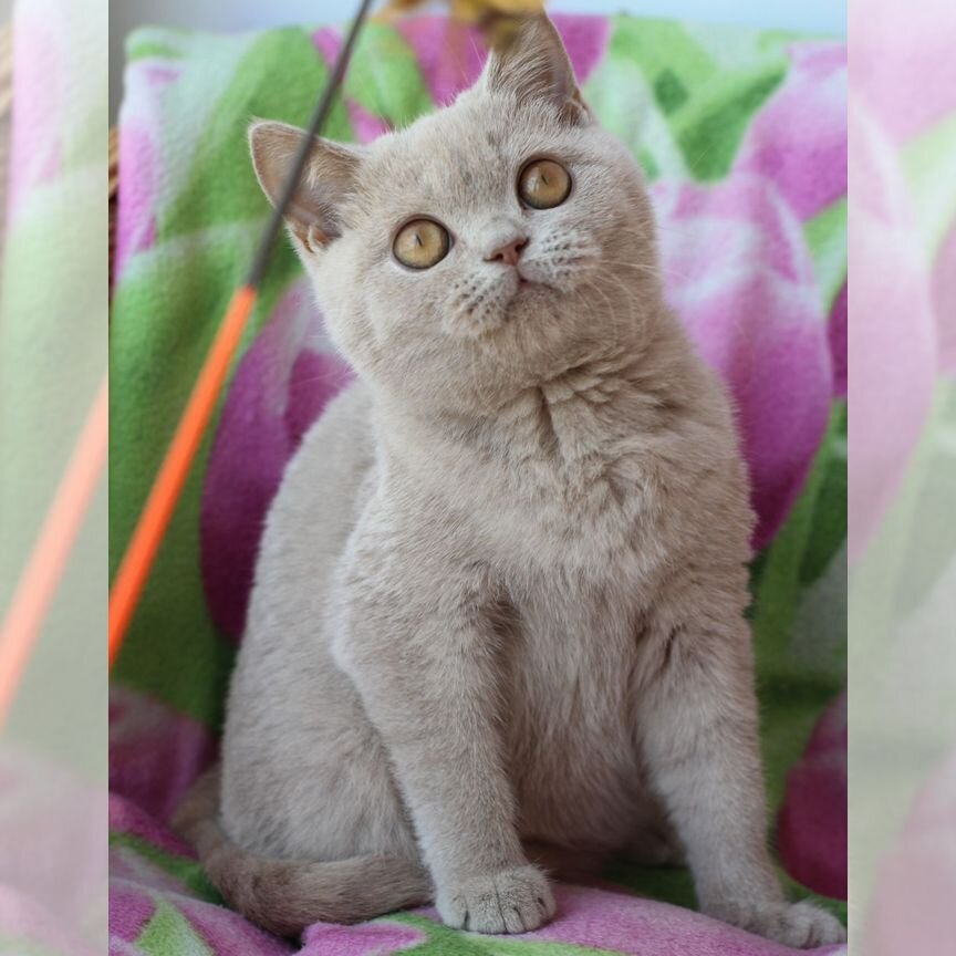 Красивый британский котик из питомника