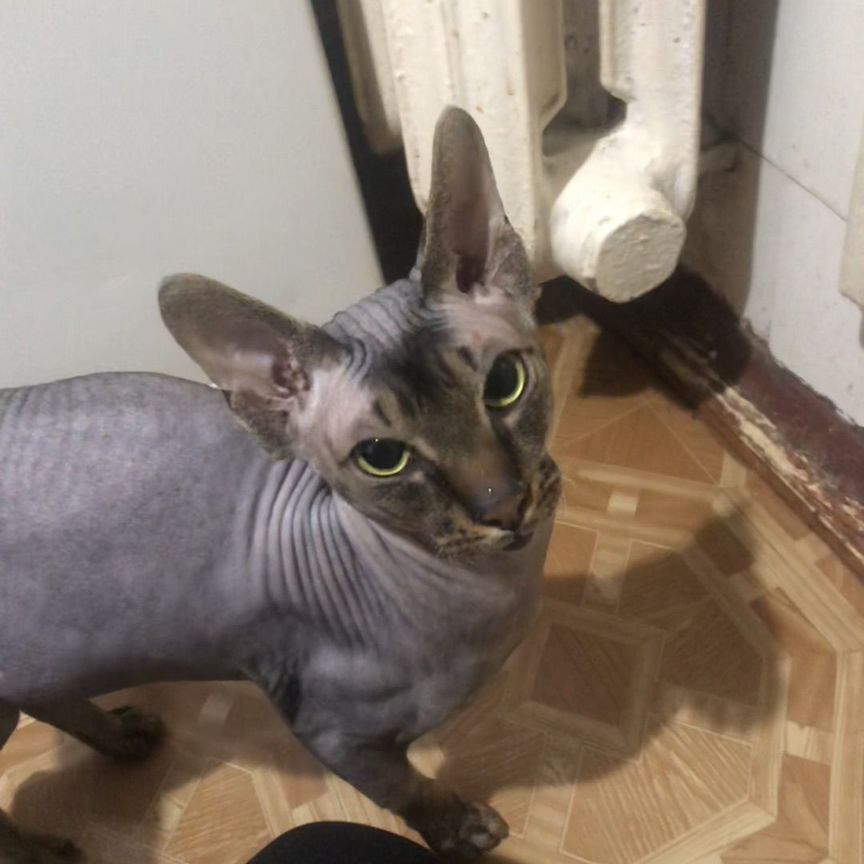 Коты сфинкс для вязки