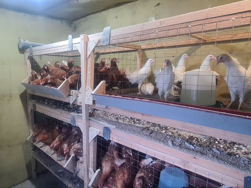 Куры молодки несушки